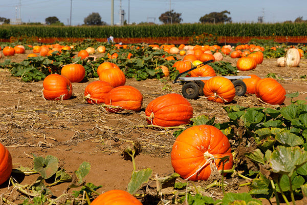 VTO at Carlsbad Pumpkin Patch! - Bitchin' Sauce